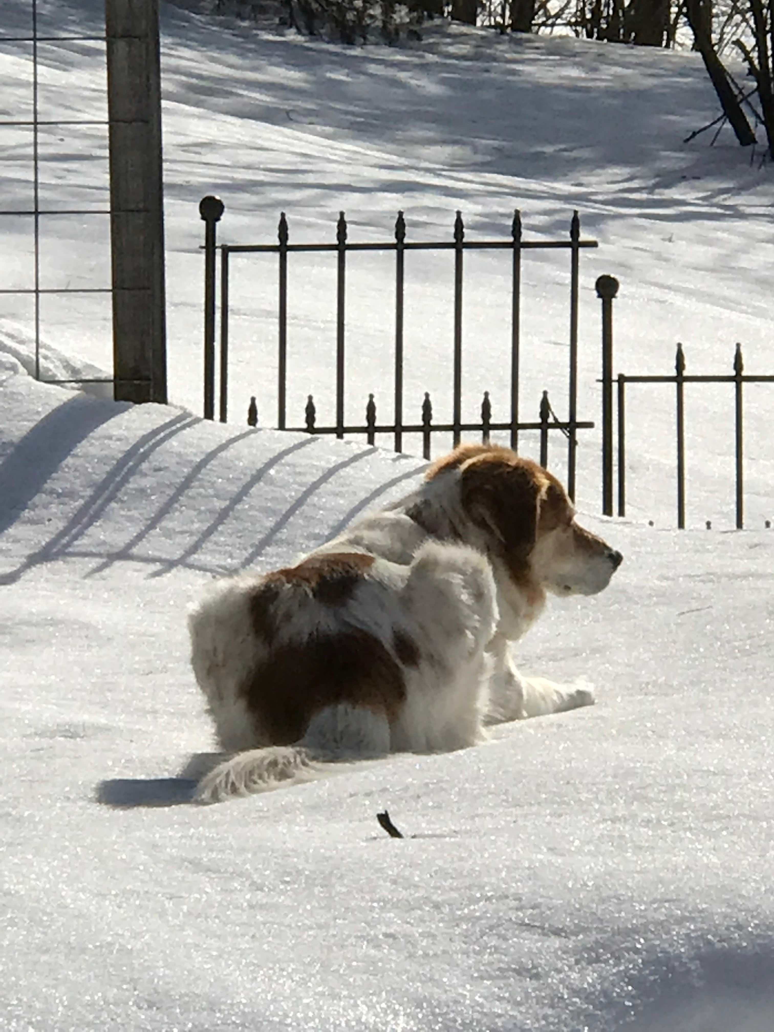 Coming Full Circle with our Rescue Dog, Cub... - It's Complicated